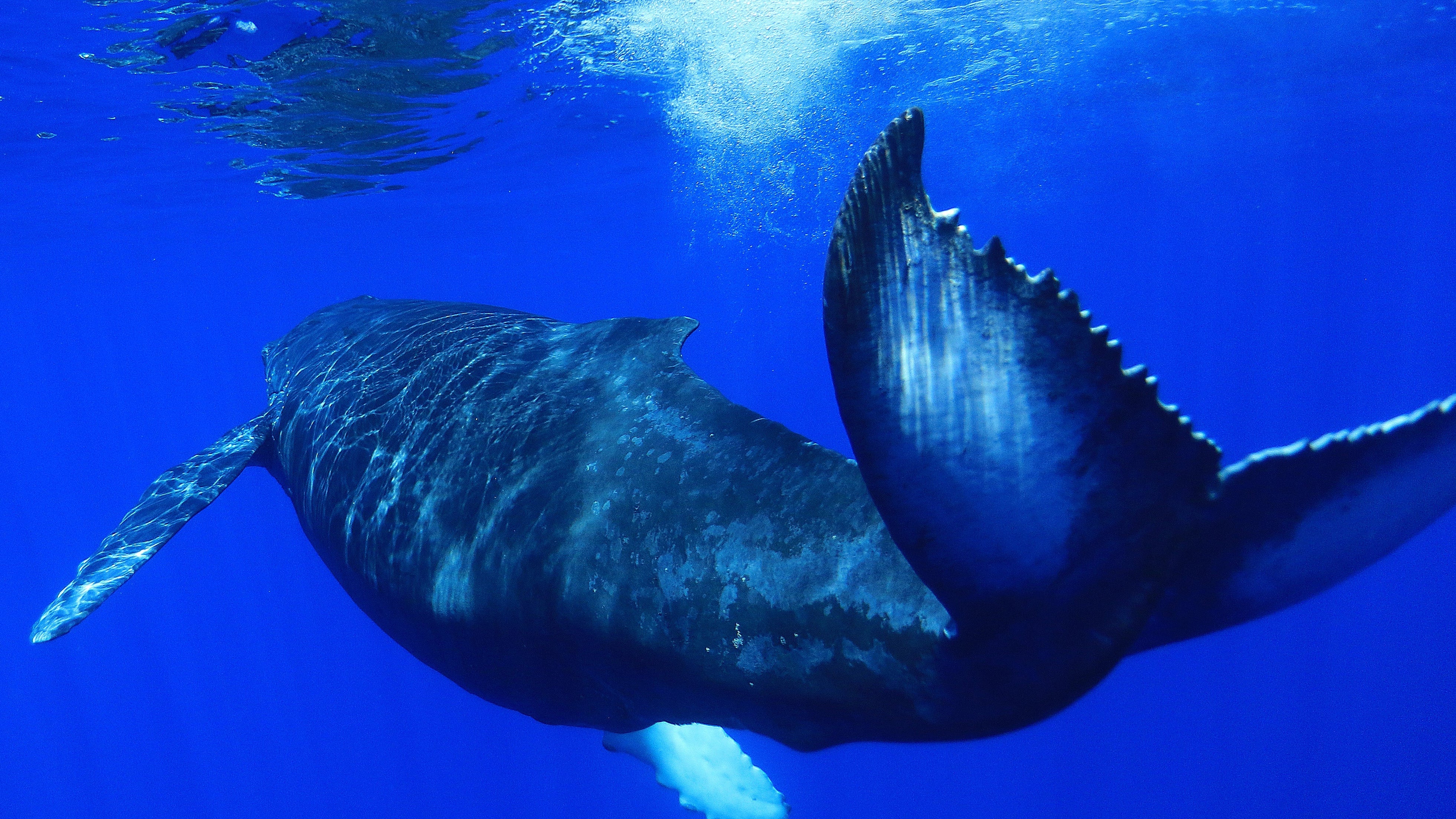 Whale Photography with the GDome XL Surf and Robert Raimo 2023